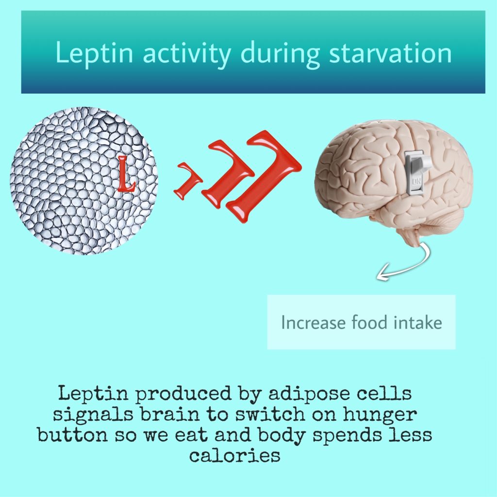 Leptin and Leptin Resistance: Everything we need to know about little ...