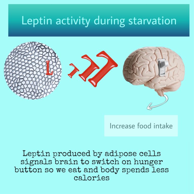Leptin and Leptin Resistance: Everything we need to know about little ...